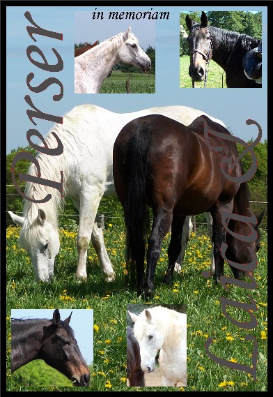 Pferde in meiner Umgebung - Perser - in memoriam