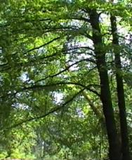 Rotbuche (Fagus sylvatica)